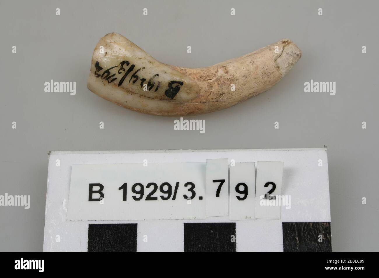 Tooth bone hi-res stock photography and images - Alamy