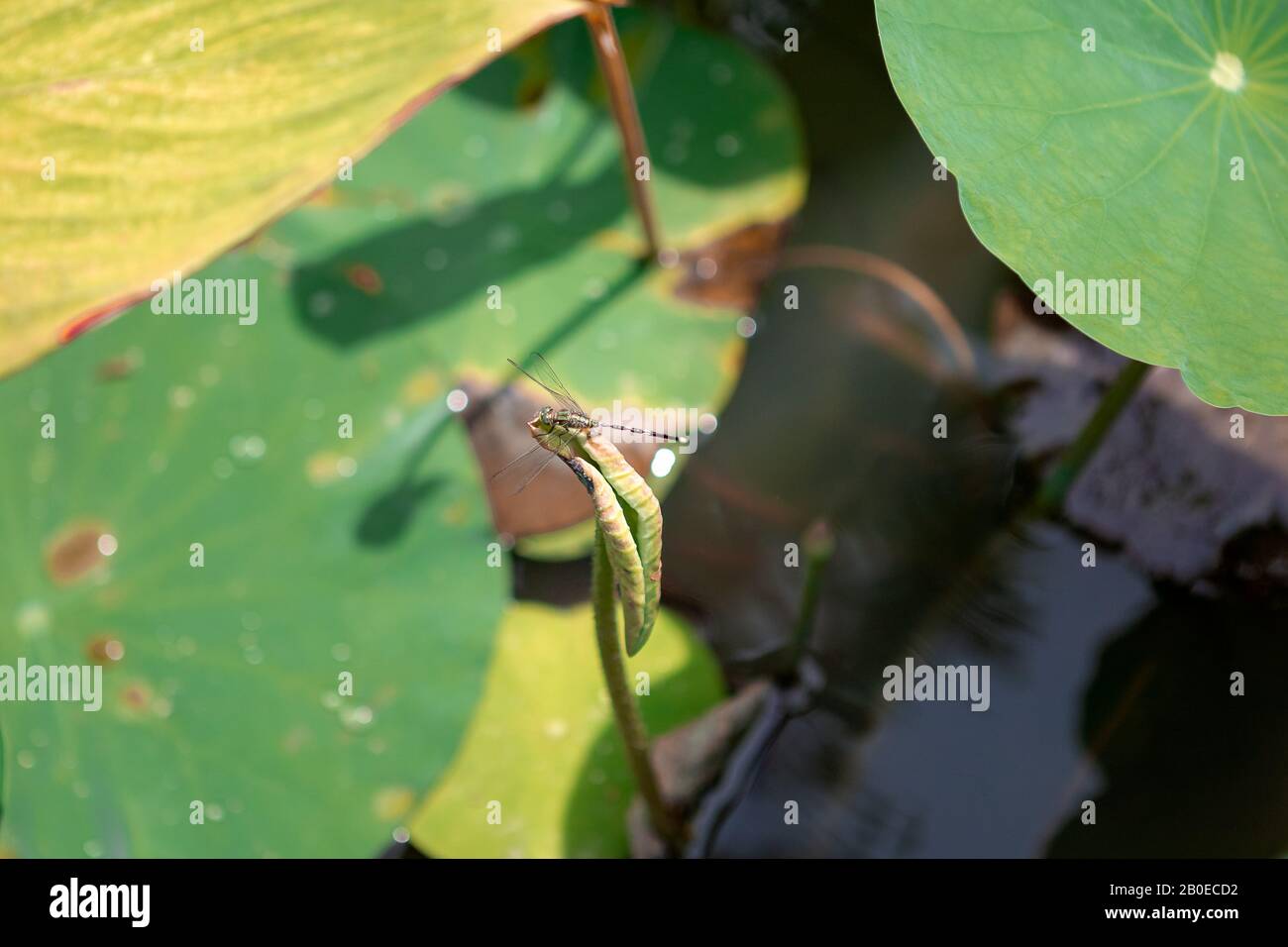 Lotus dragon fly hi-res stock photography and images - Alamy