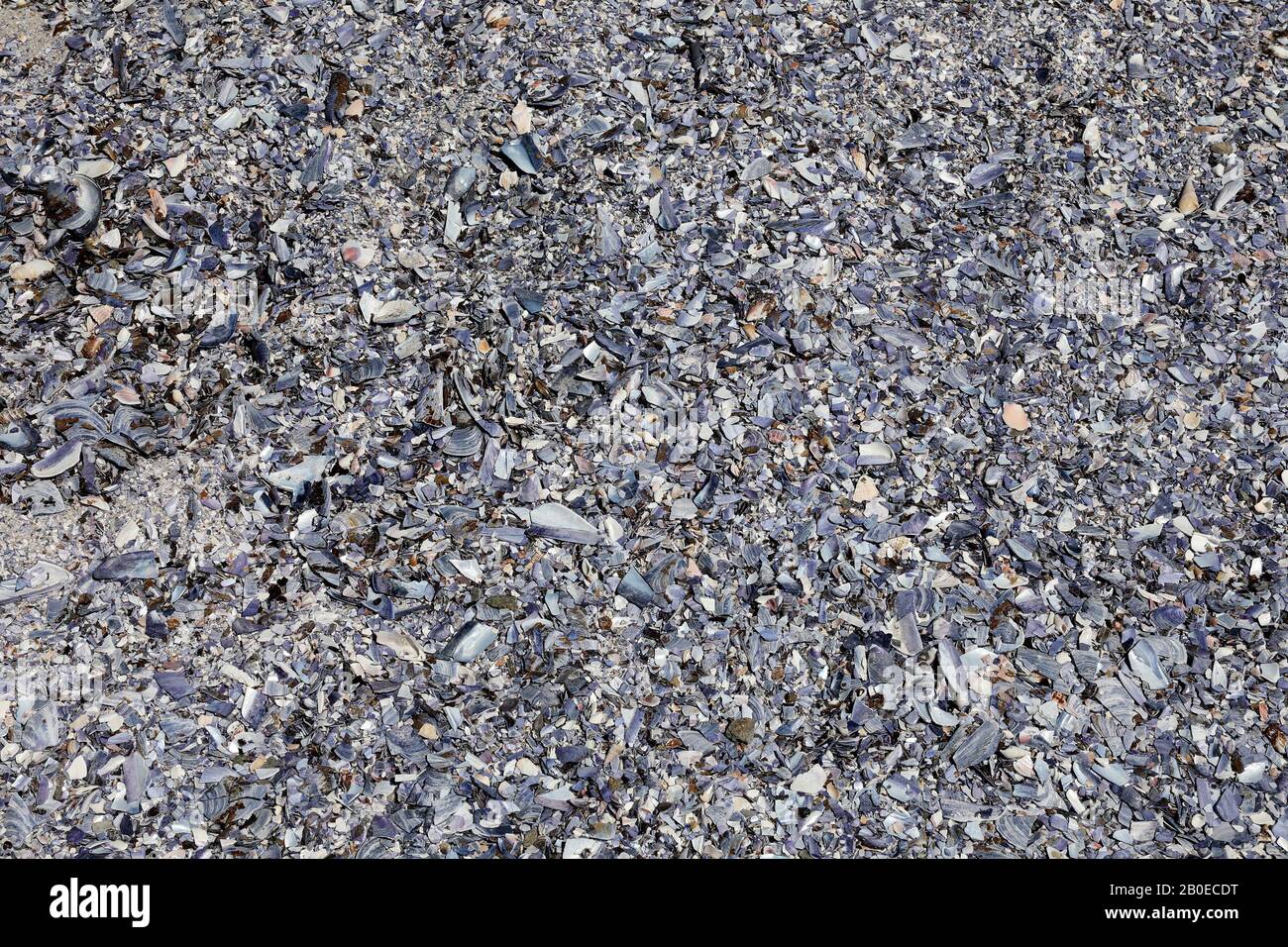 Mussel shells hi-res stock photography and images - Alamy