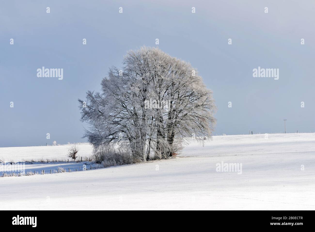 winter landscape with hoarfrost in trees Stock Photo - Alamy