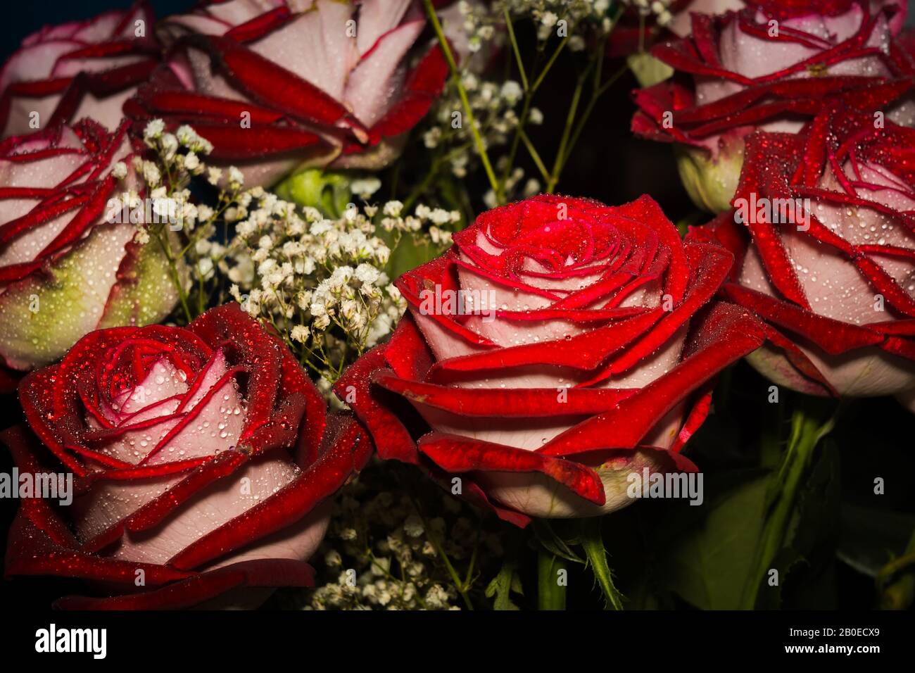Decorative bouquet of bright red roses, anniversary background Stock ...