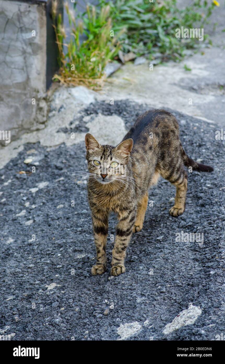 Cross eyed cat hi-res stock photography and images - Alamy