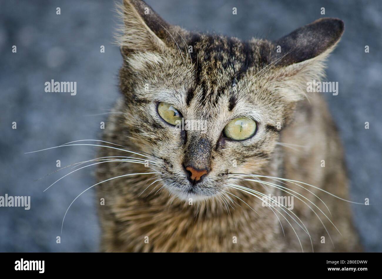 Look cross-eyed Cat Stock Photo - Alamy