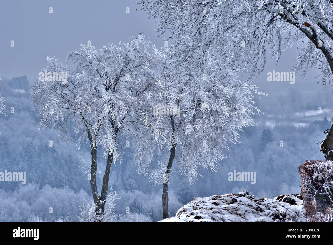 Beautiful hoarfrost hi-res stock photography and images - Alamy