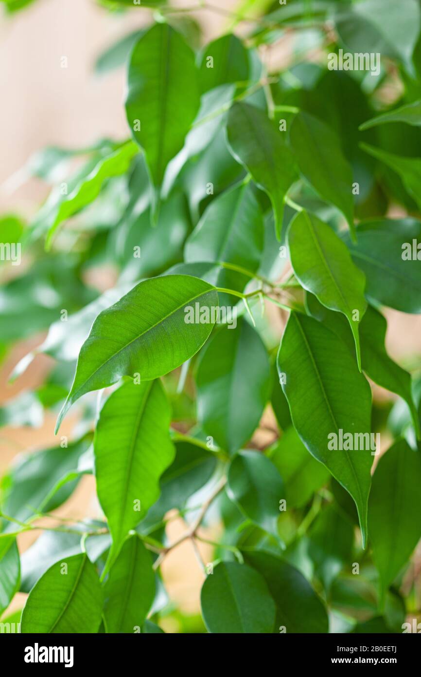 ficus benjamina large green houseplant Stock Photo - Alamy