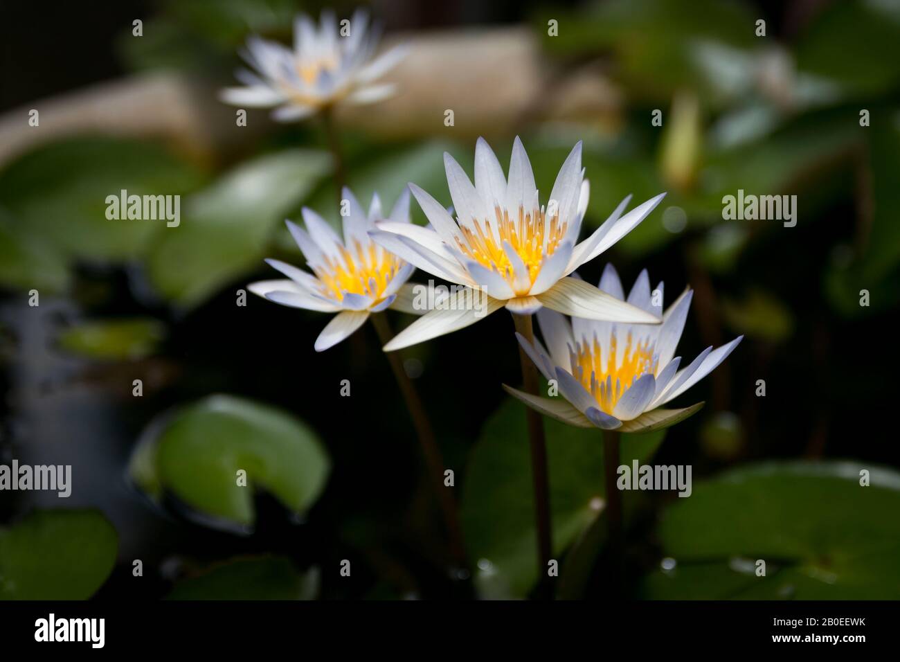 Taunggyi hi-res stock photography and images - Alamy