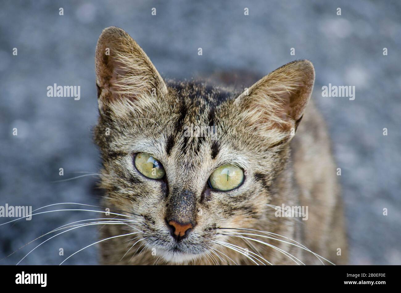 Look cross-eyed Cat Stock Photo - Alamy