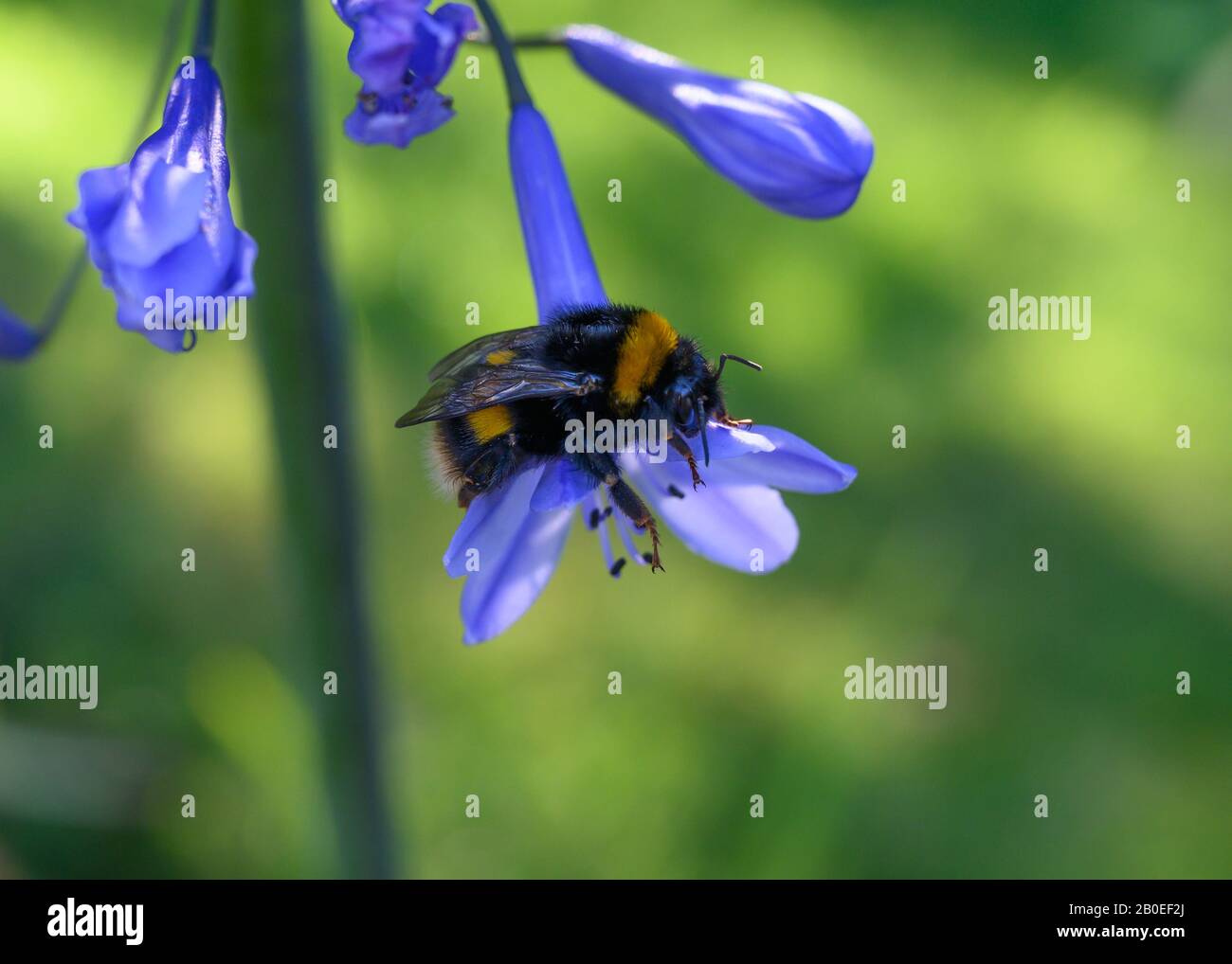 Large garden bumble bee hi-res stock photography and images - Alamy