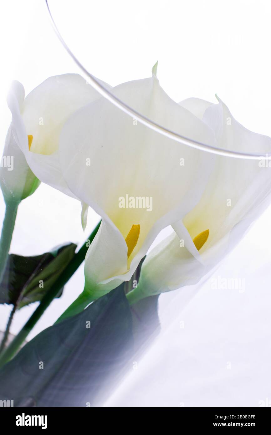 Glass vase with fresh flowers Stock Photo - Alamy