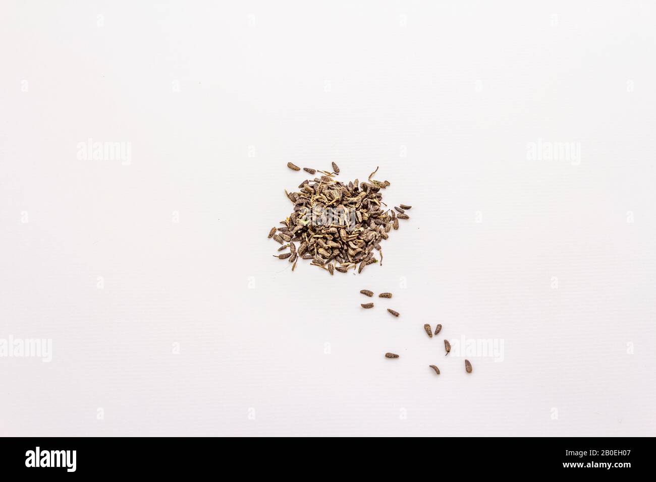 Burdock seeds isolated on white background. Beauty and personal care ...