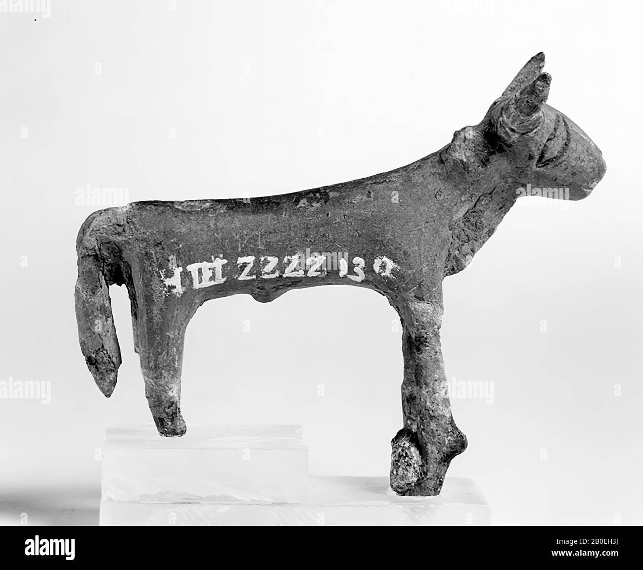 Large narrow head hi-res stock photography and images - Alamy