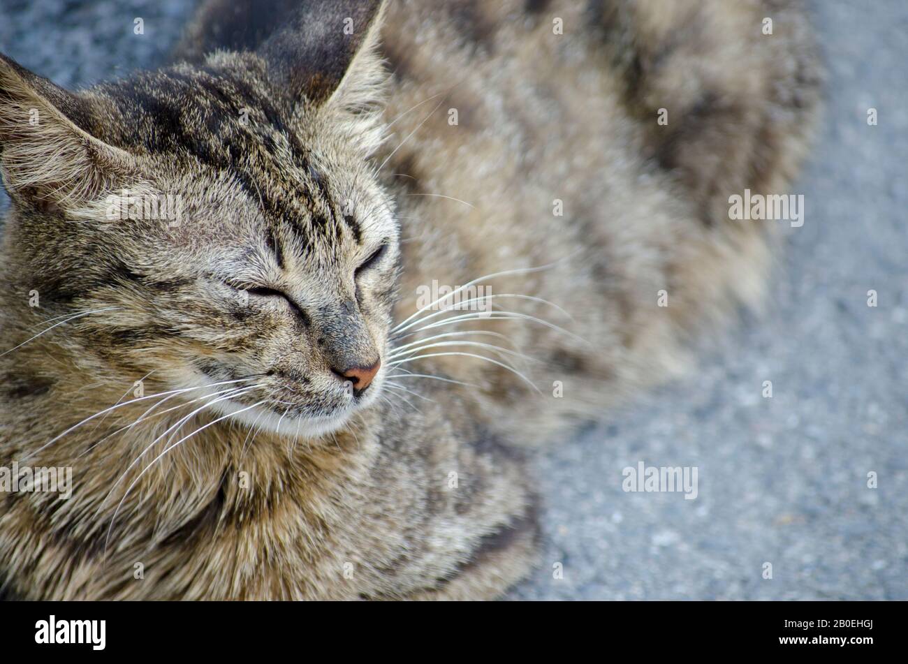 Look cross-eyed Cat Stock Photo - Alamy