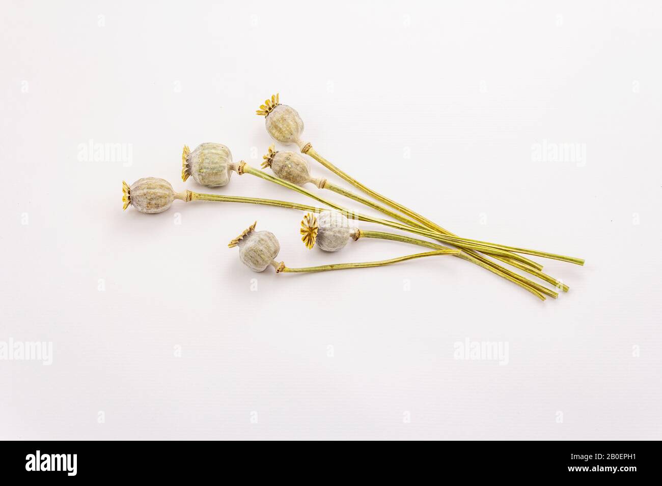 Dried poppy heads bunch isolated on white background Stock Photo - Alamy