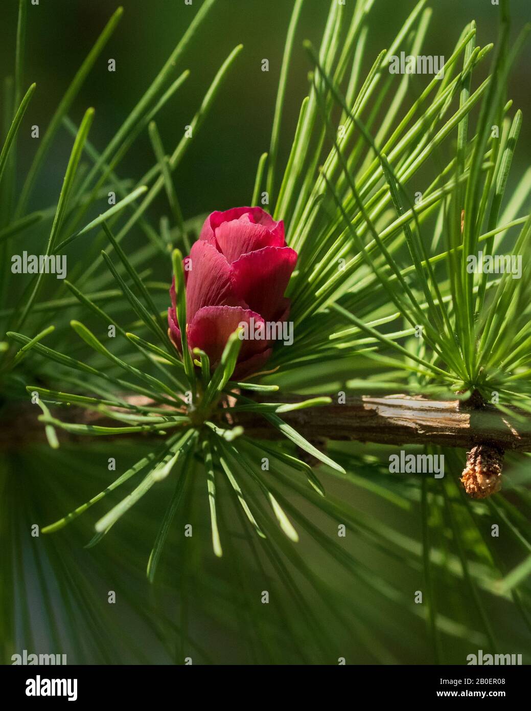 Cone like flower hi-res stock photography and images - Alamy