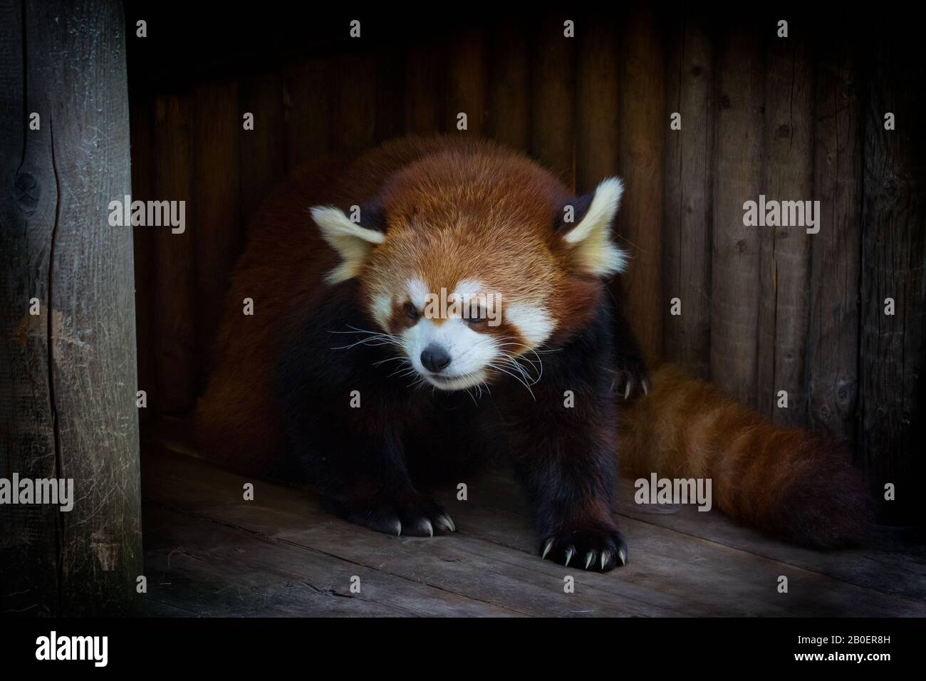 Close up of Red Panda in its hideout Stock Photo - Alamy