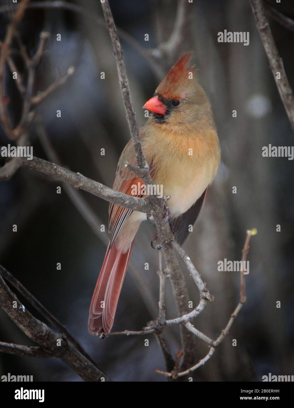 Closeup of female Red Cardinal bird perching on tree branch Stock Photo ...