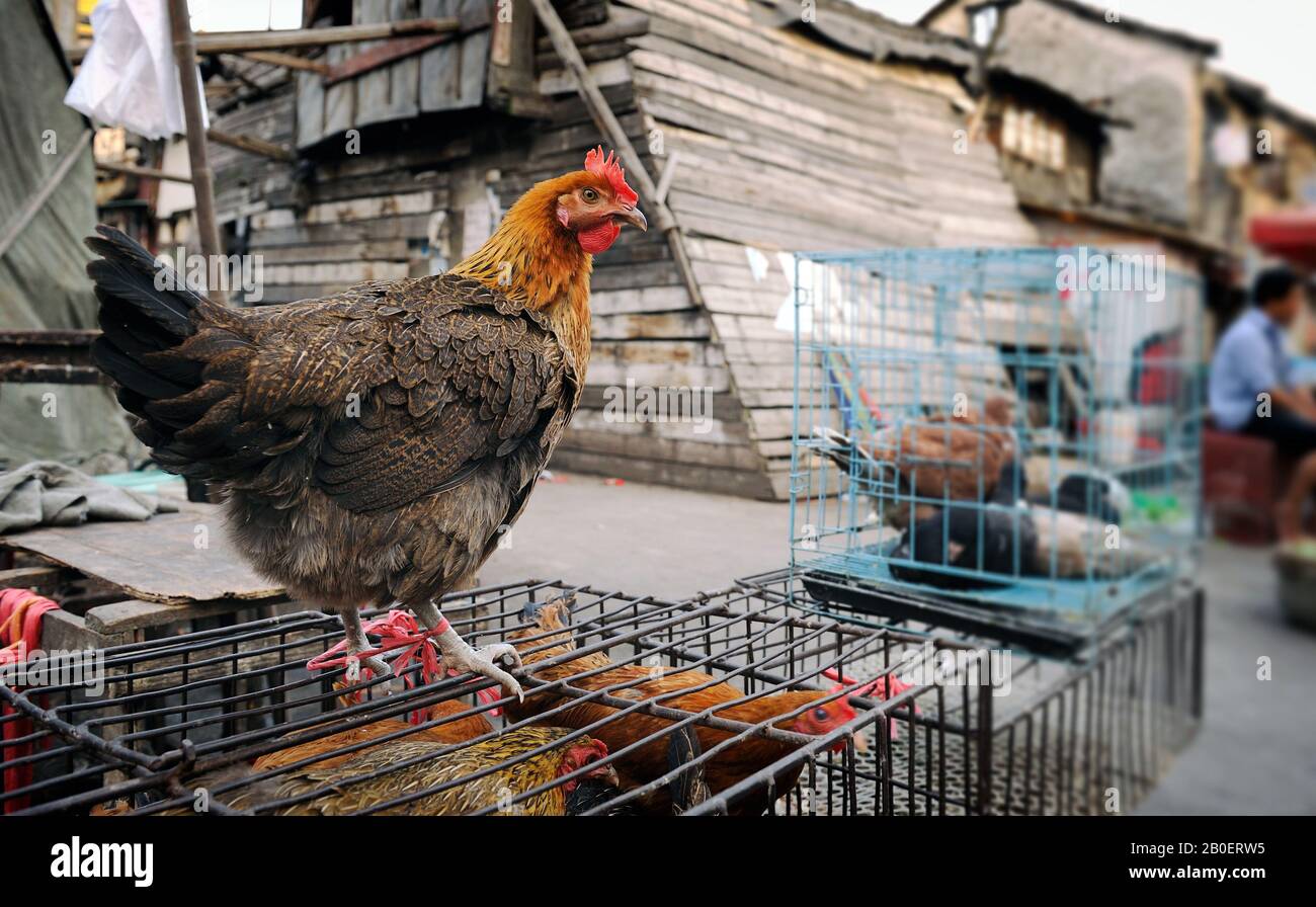 Chickens on the street market in Shanghai Stock Photo - Alamy