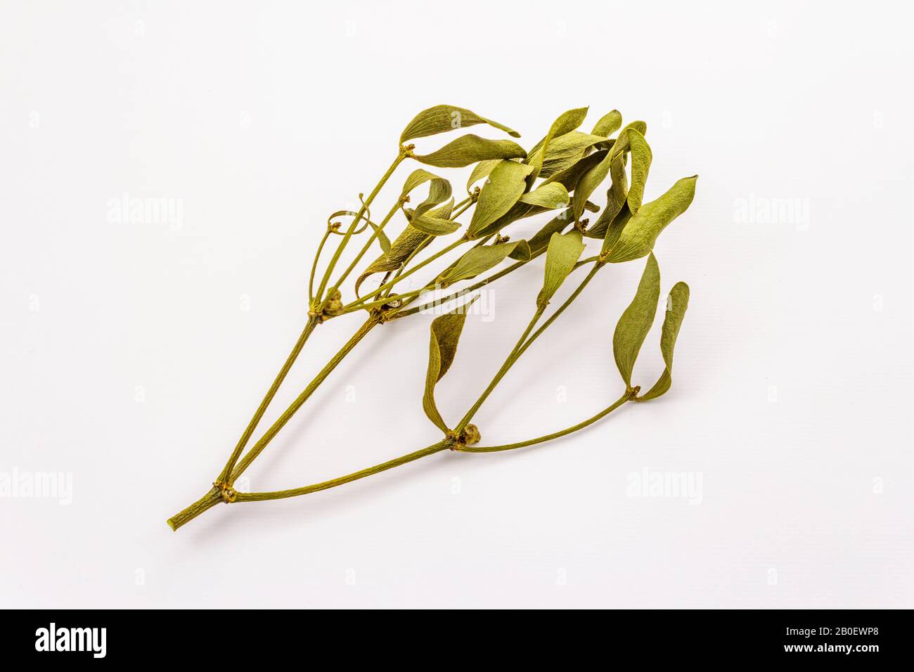 Dry mistletoe isolated on white background Stock Photo - Alamy