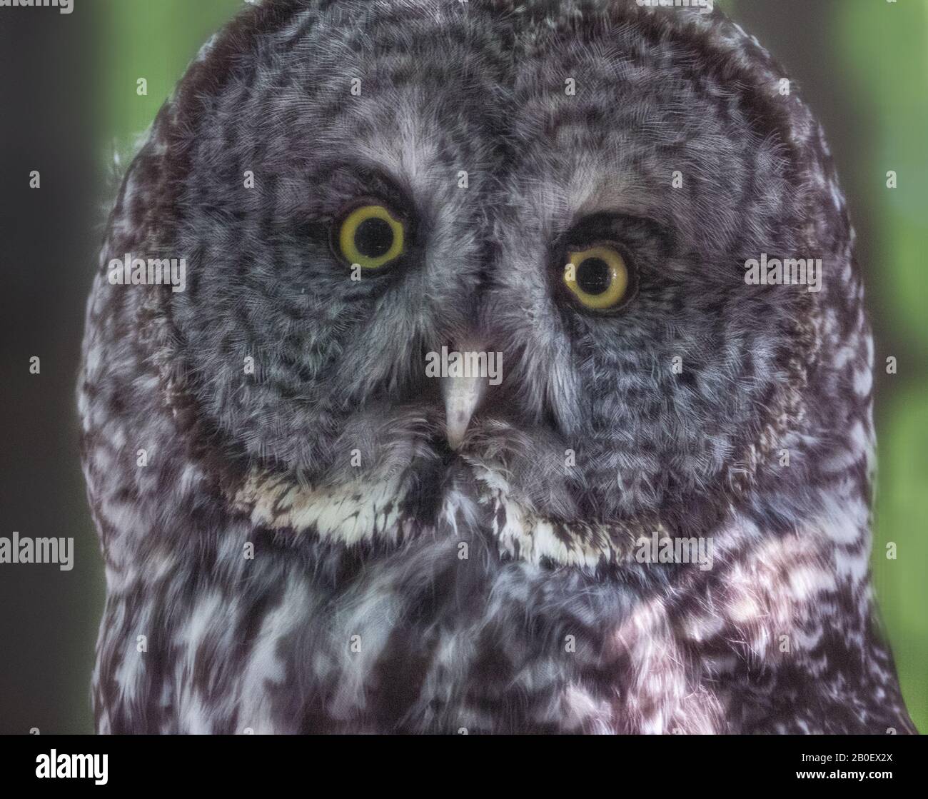 Owl front face hi-res stock photography and images - Alamy