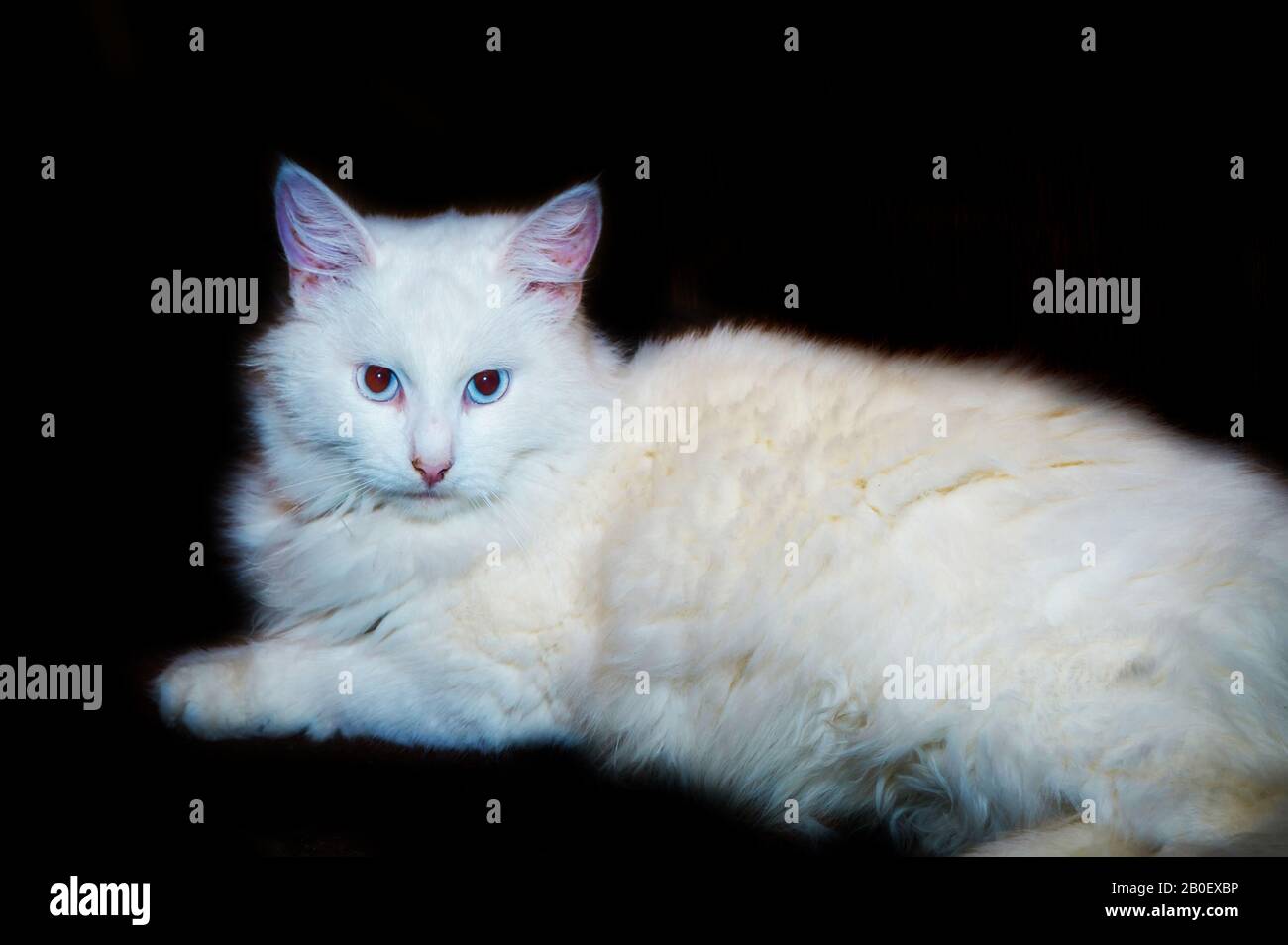 Cute fluffy white turkish angora cat with blue eyes Stock Photo - Alamy