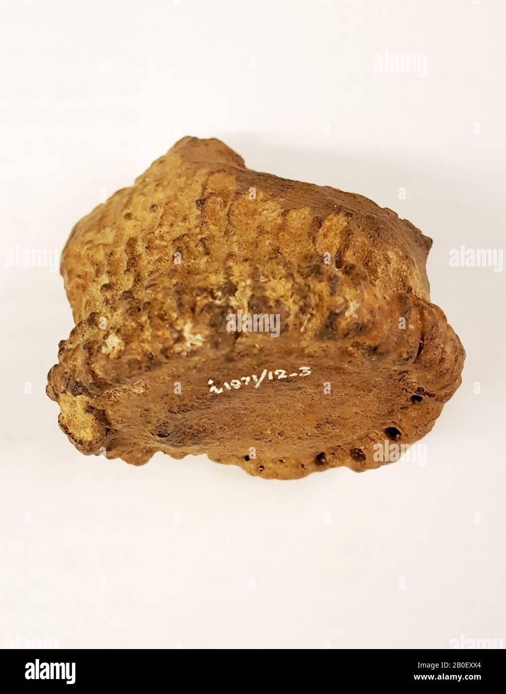 Basic part of a thrown rod of a red deer antler, trunk and eye branch ...