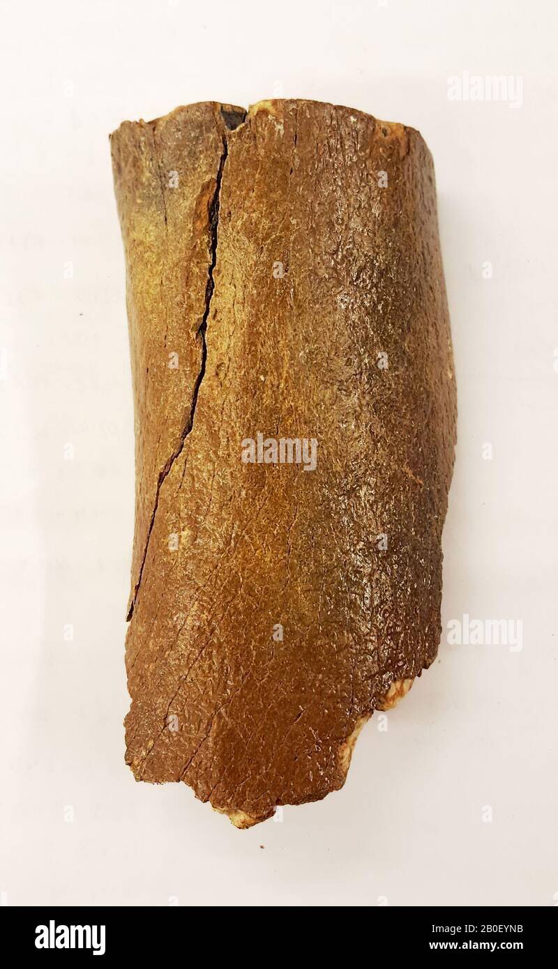 Identified bone fragment hi-res stock photography and images - Alamy