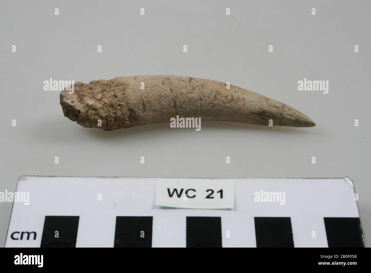 Boars tooth hi-res stock photography and images - Alamy