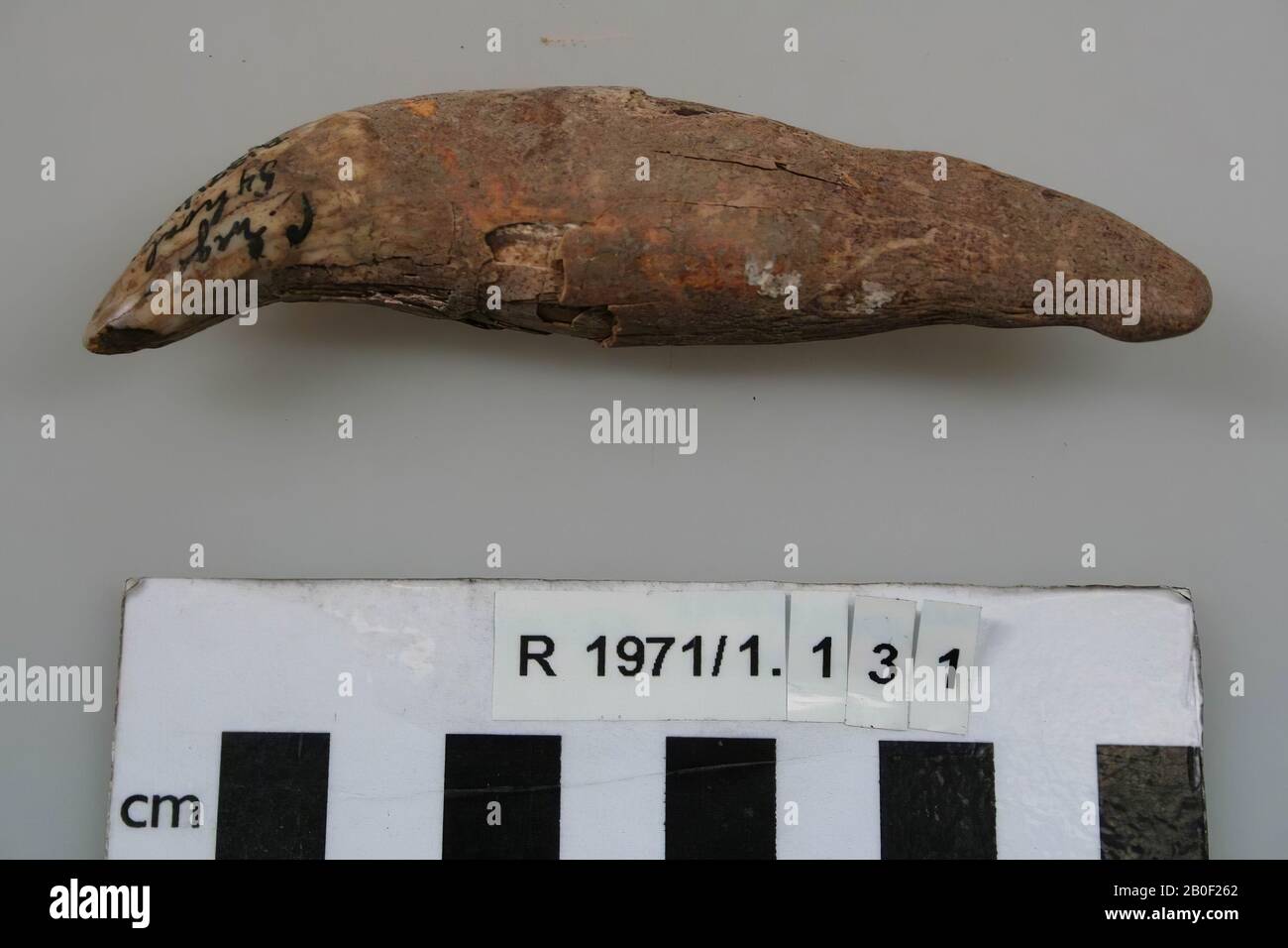 Bone surface hi-res stock photography and images - Alamy