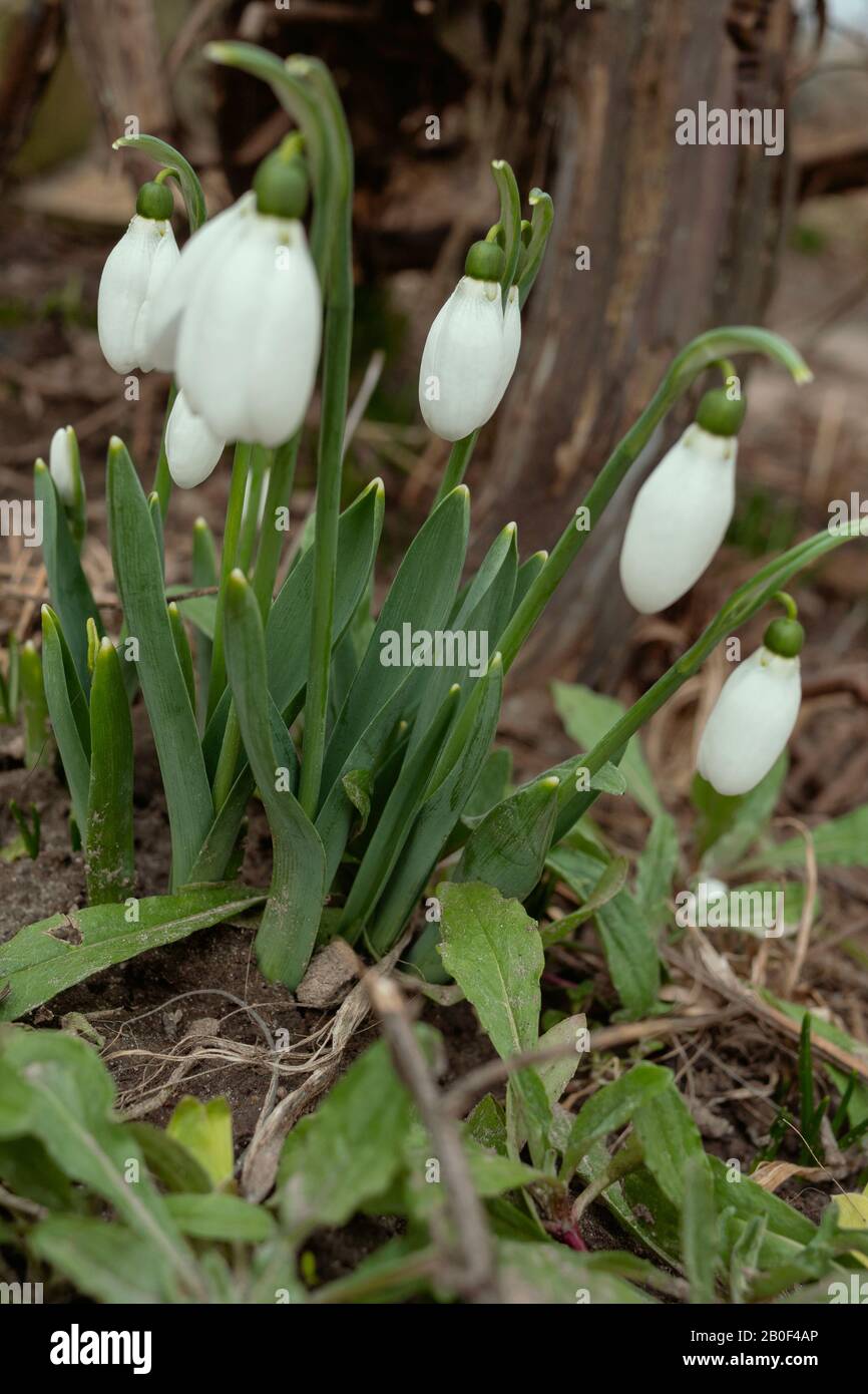 Small white spring flowers snowdrop or common snowdrop (Galanthus ...