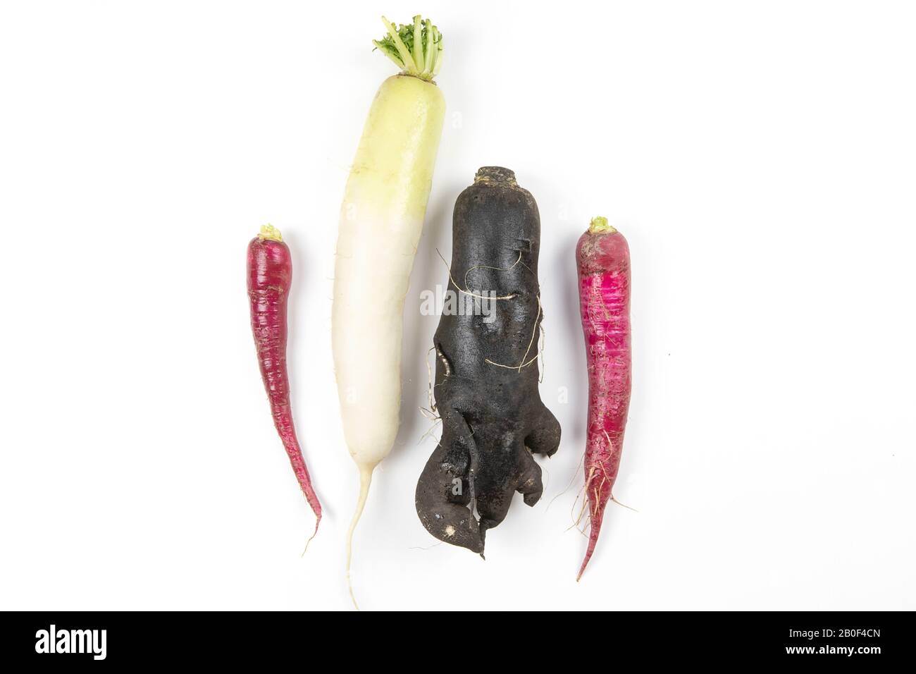 Close up of big black radish (Noir Long Maraicherand), white radish ...