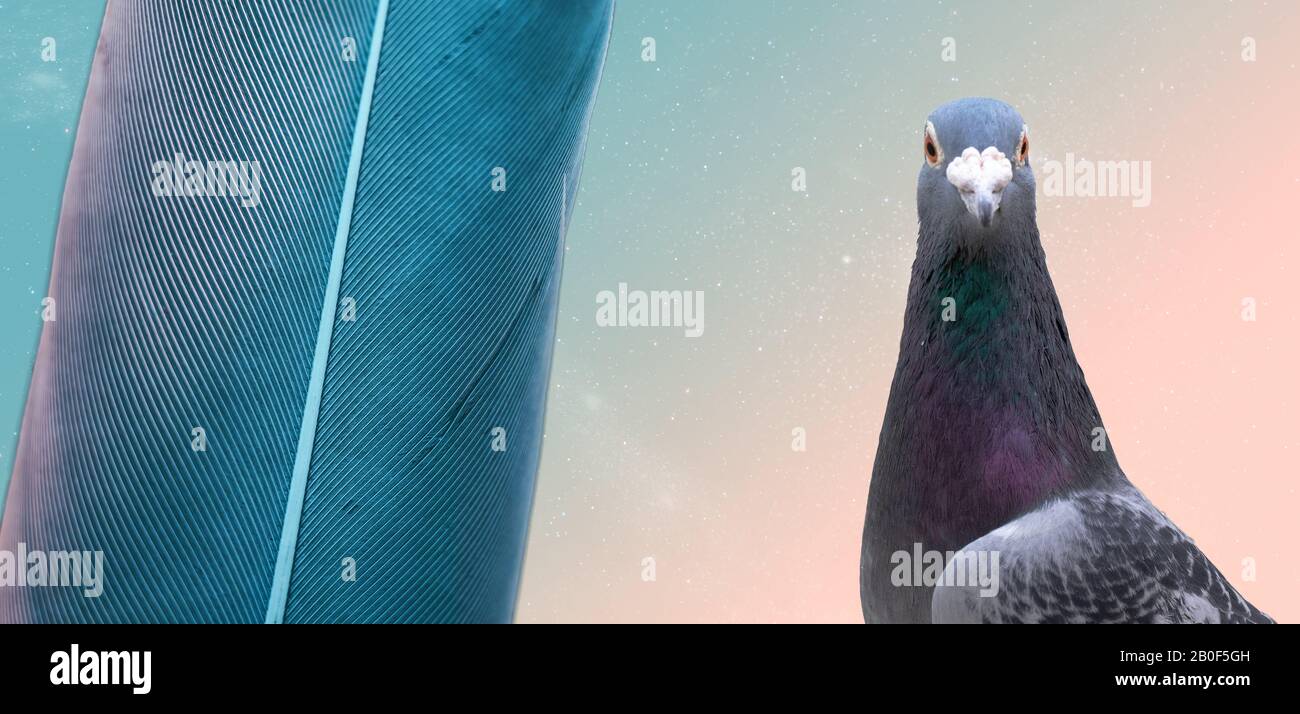 Beautiful abstract surreal head of a dove collage concept, contemporary ...