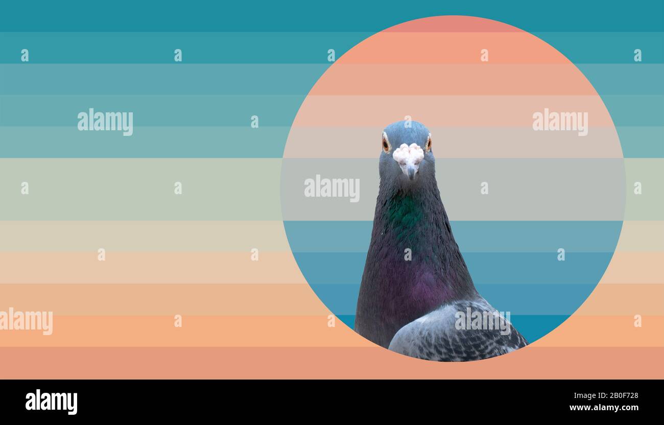 Beautiful abstract surreal head of a dove geometric collage concept ...