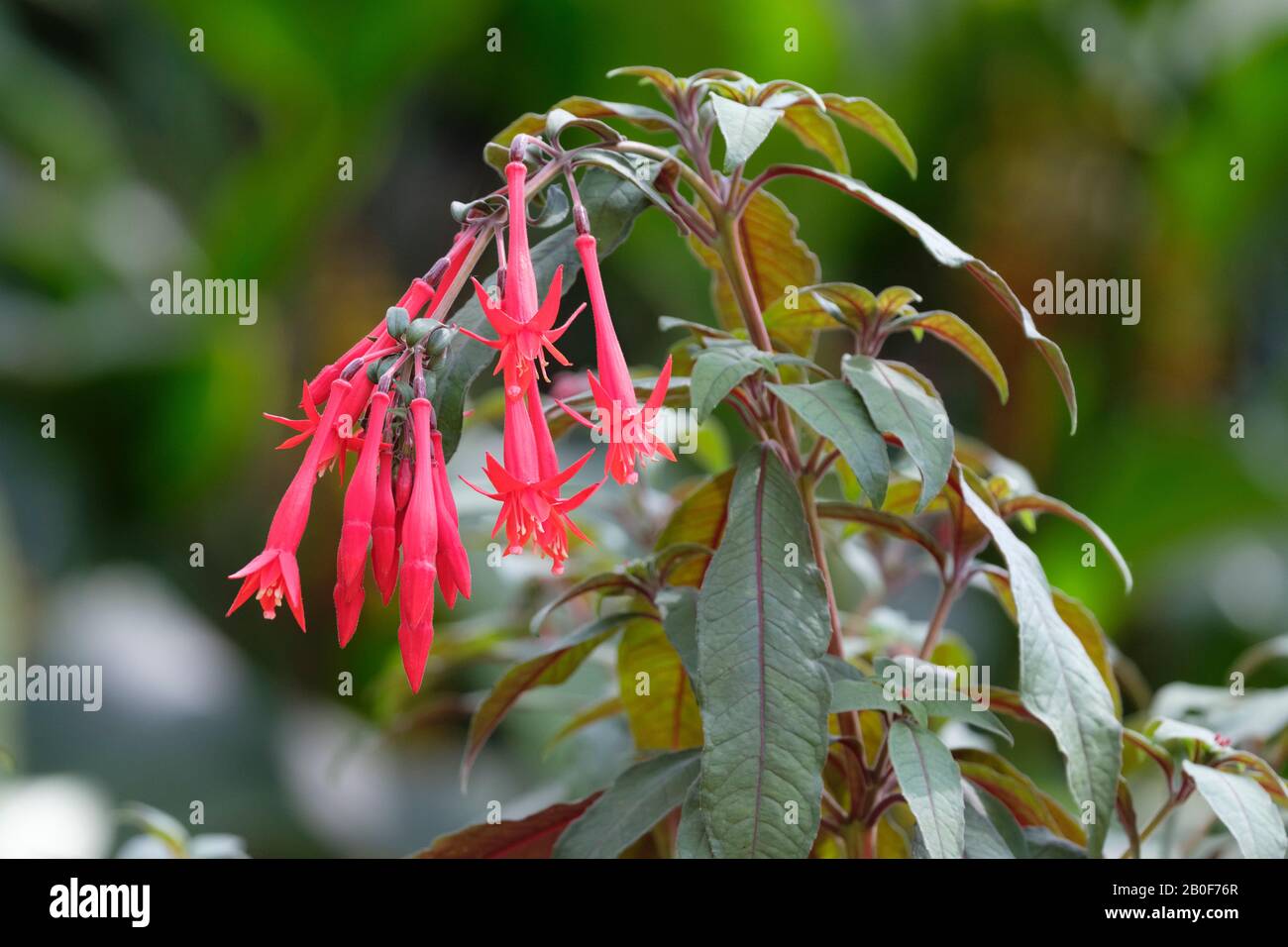 Honeysuckle pendant hi-res stock photography and images - Alamy