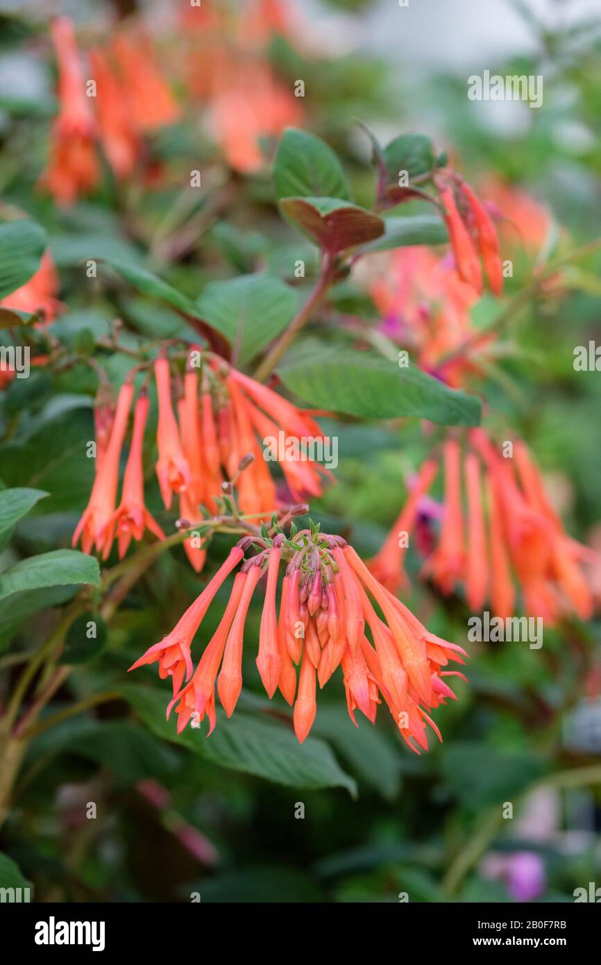 Fuchsia coralle hi-res stock photography and images - Alamy