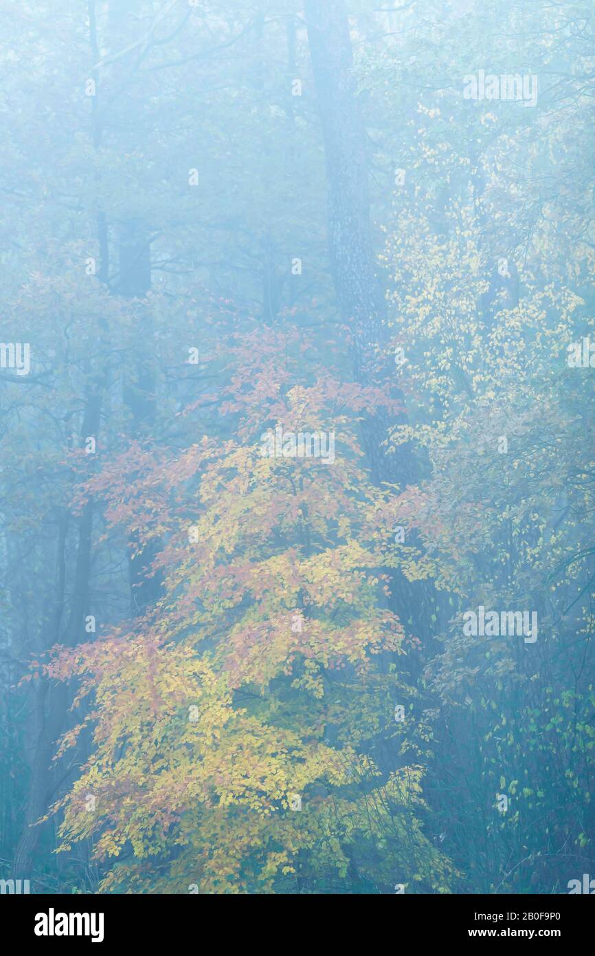 Foggy forest with yellow and orange colored foliage in fall Stock Photo ...