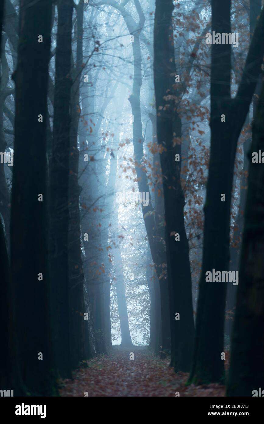 Misty forest path in autumn Stock Photo - Alamy