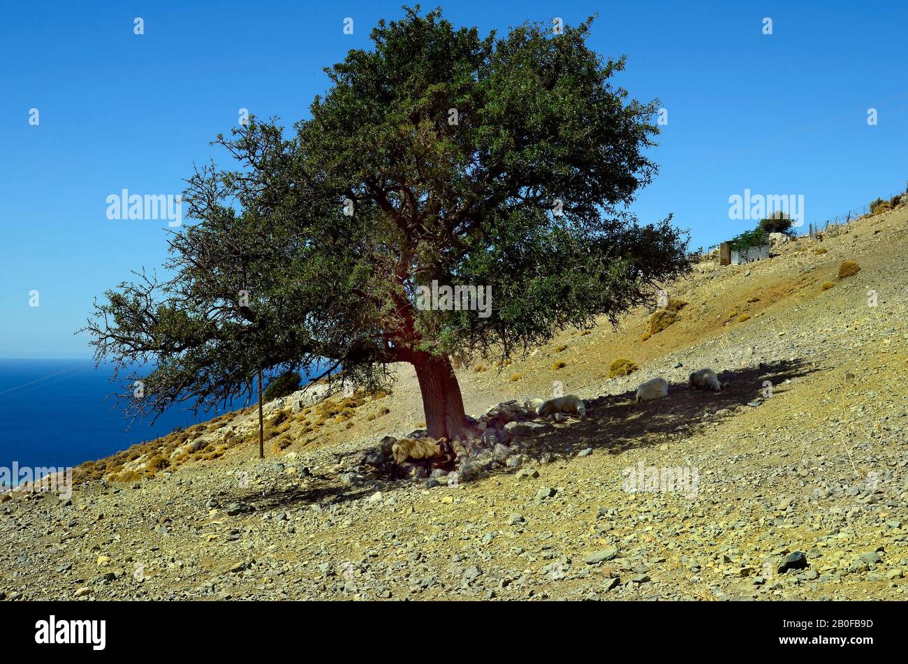 Greece, Samothrace island, goats rest in shadow Stock Photo - Alamy