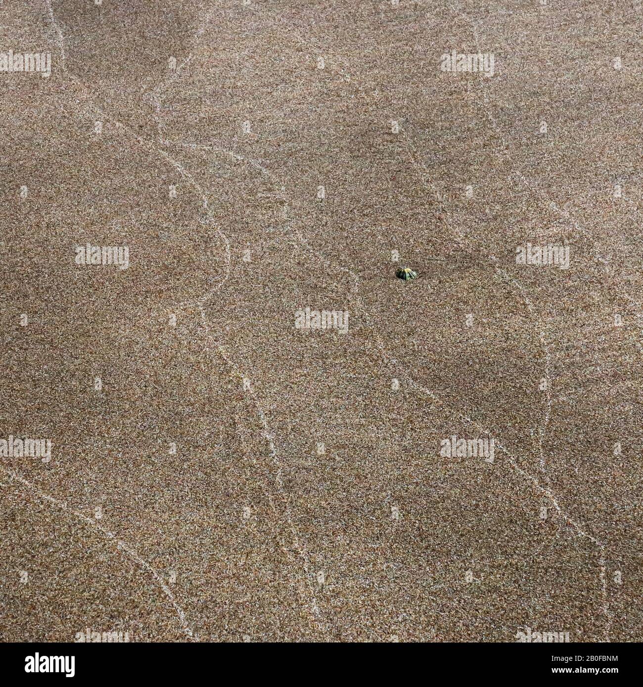 Abstract detailed tidal patterns in the sand at low tide on Penbryn ...