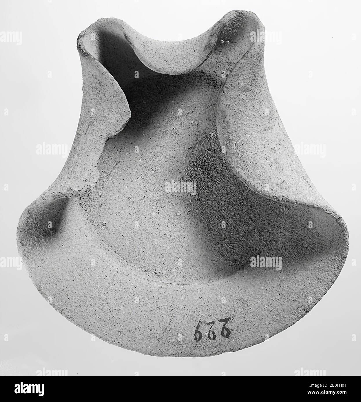 Transitional form hi-res stock photography and images - Alamy