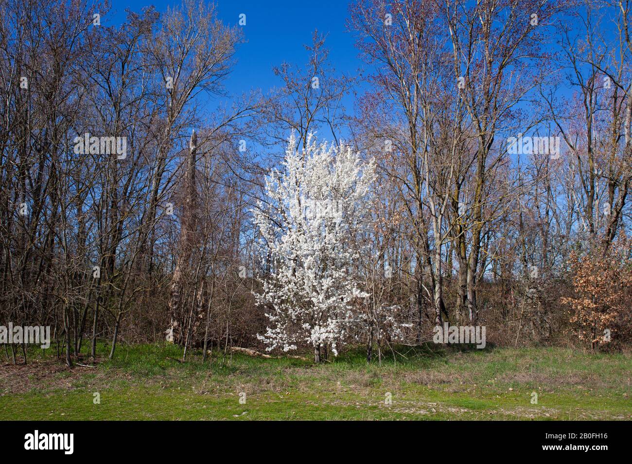 Wild cherry tree (Prunus avium), Parco dello Stirone, Italy Stock Photo ...
