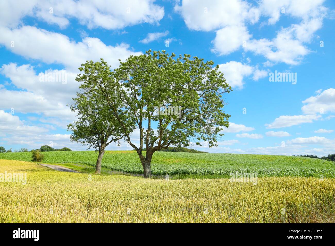 Two trees in the hilly landscape of Ostholstein, Germany Stock Photo ...
