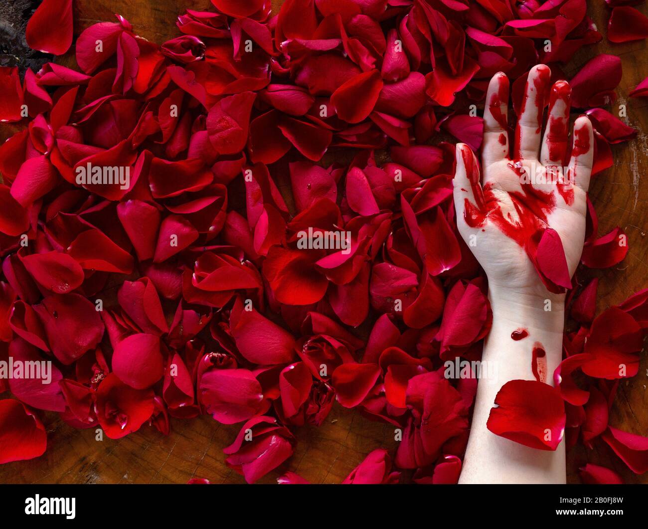 Human hand covered in blood lies in red rose petals, murder mystery ...