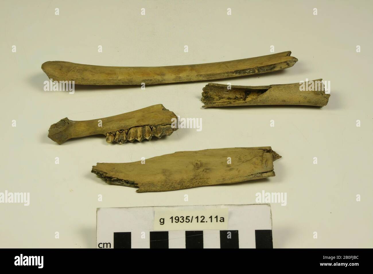 4 bones hi-res stock photography and images - Alamy