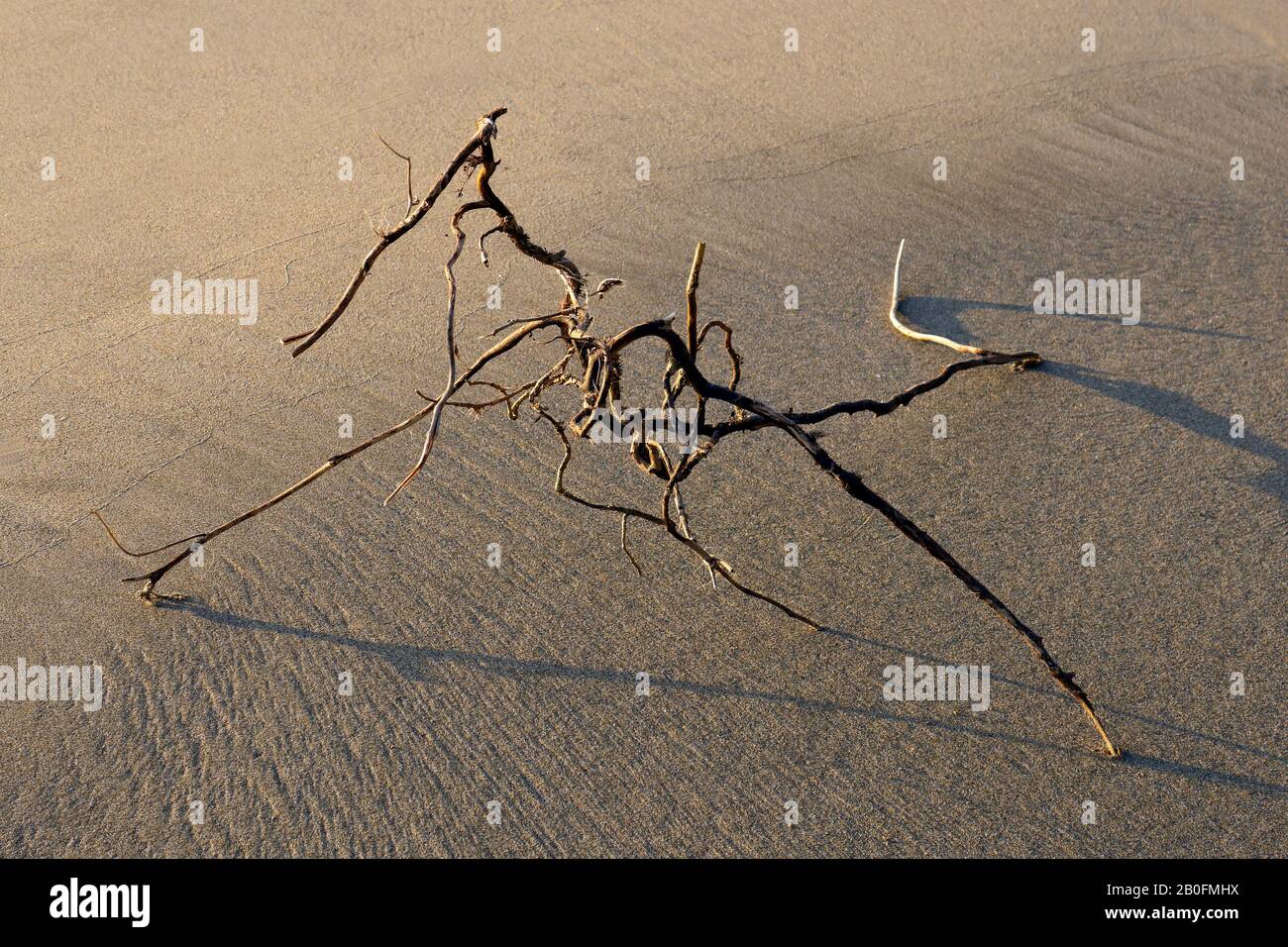 Abstract drftwood on compacted beach with detailed tidal patterns in ...