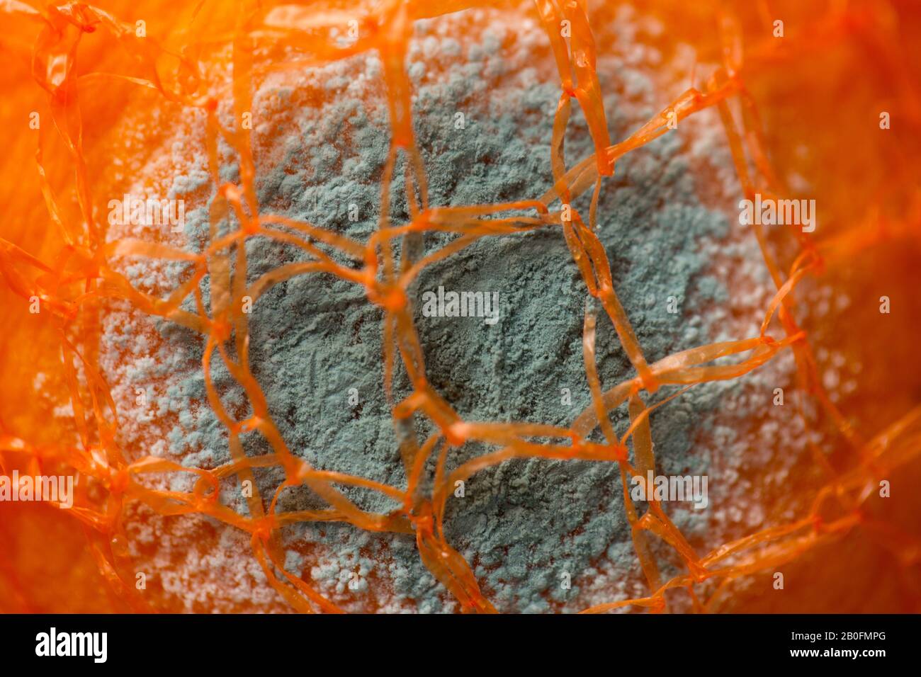 Orange with mold hi-res stock photography and images - Alamy