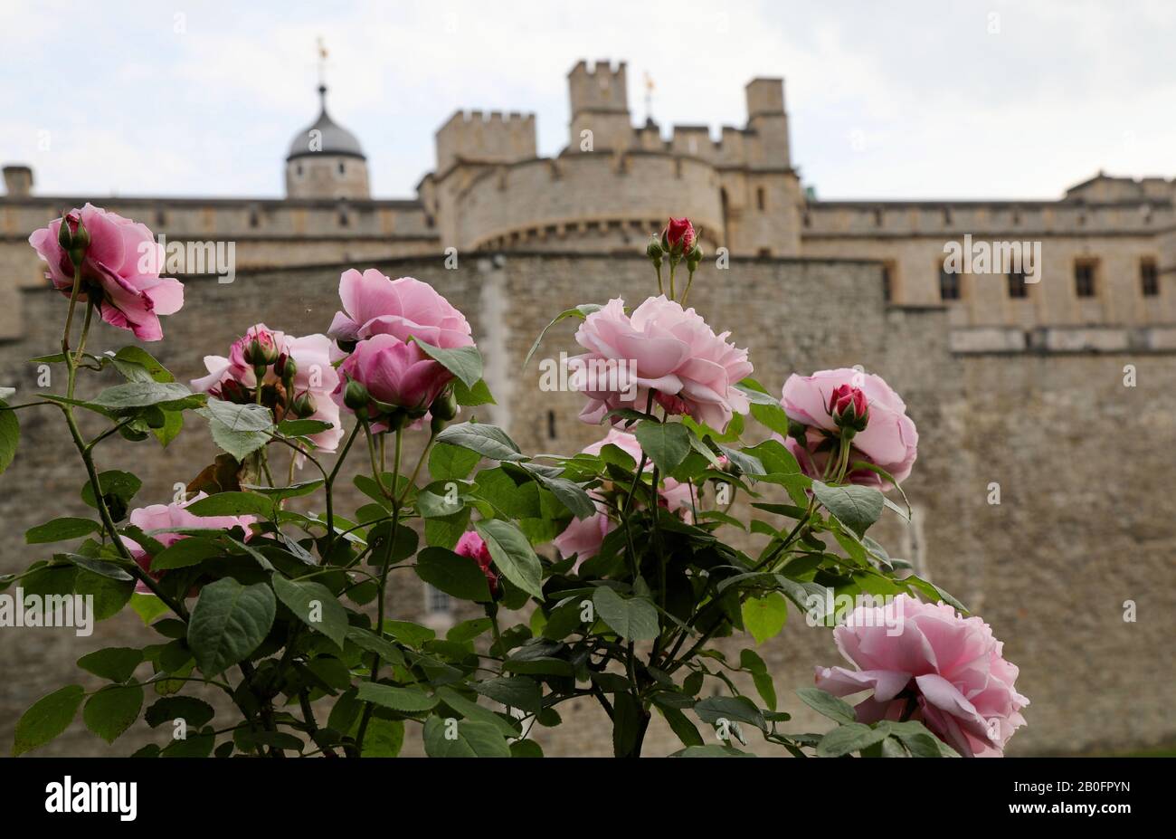 Roses with Tower of London in background Stock Photo - Alamy