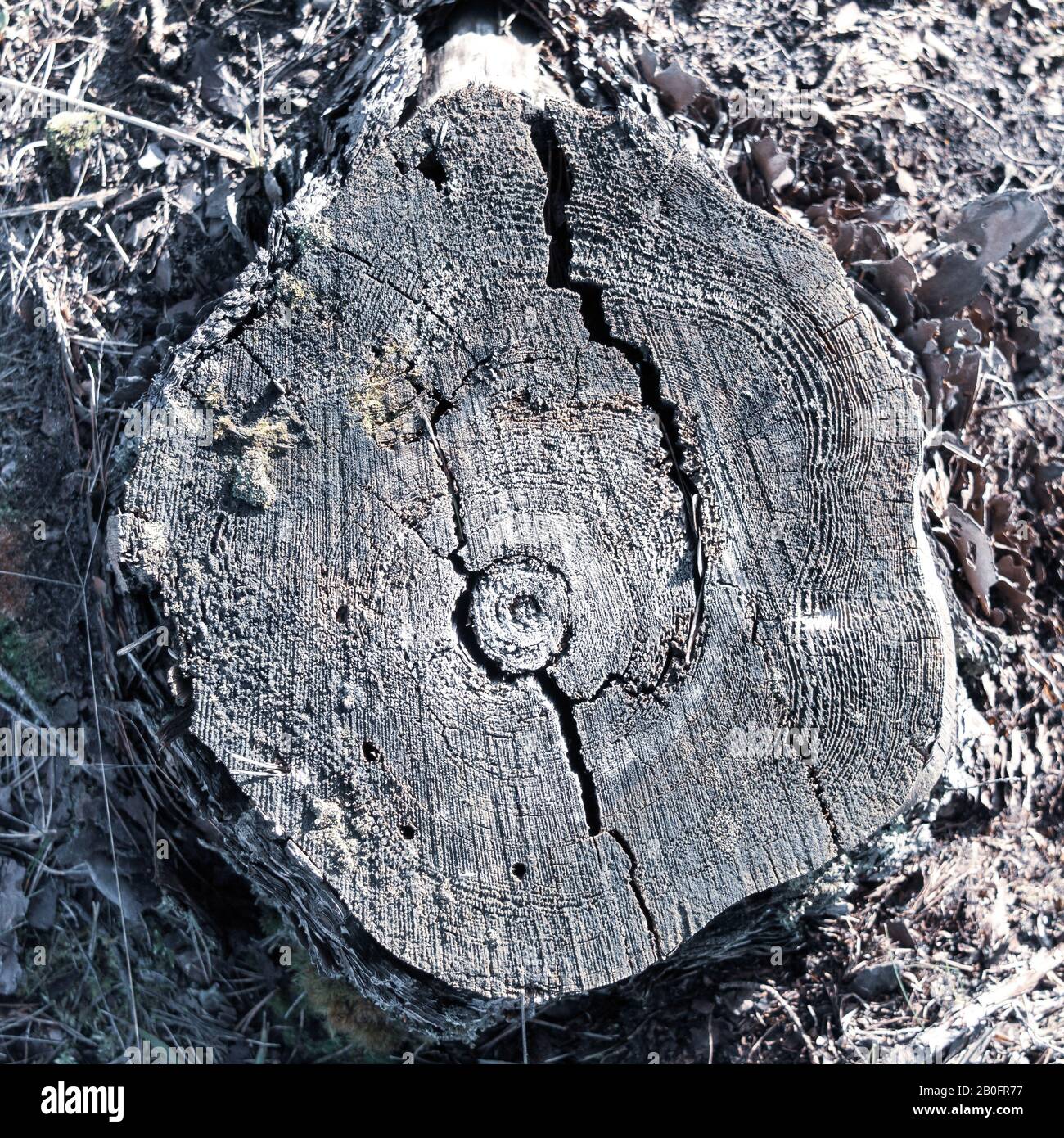 Weathered tree stump from above in forest. Monochrome natural round ...