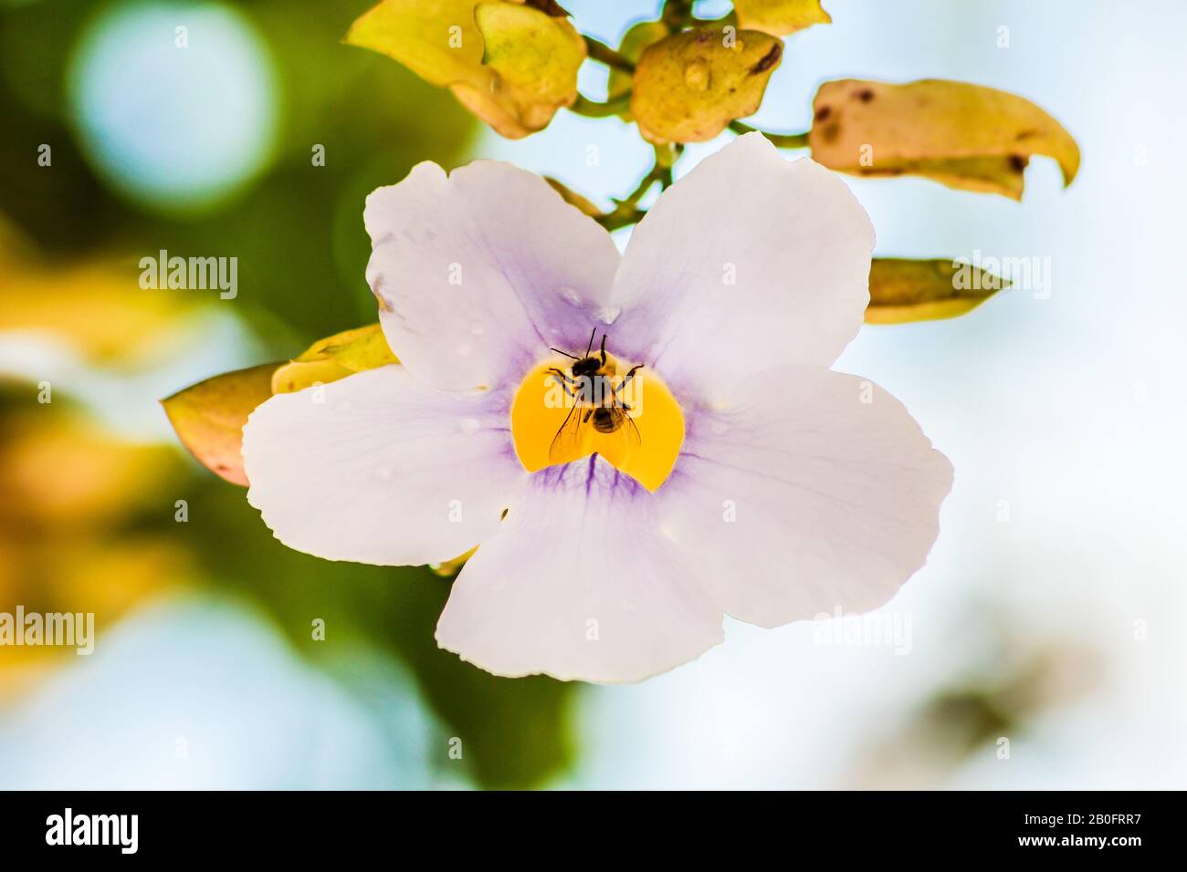 Flourishing flower with an insect inside Stock Photo - Alamy