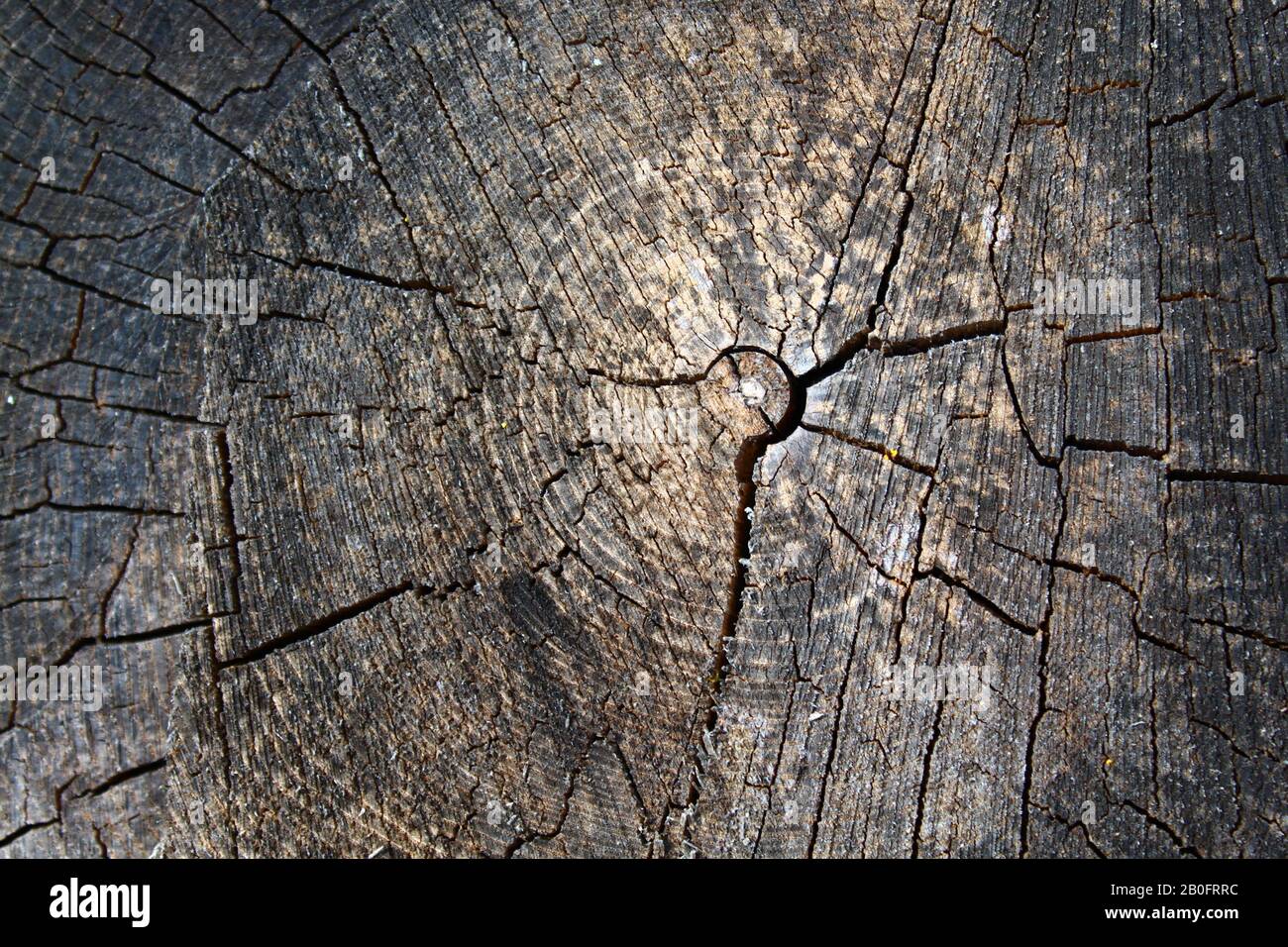 Structure of a tree hi-res stock photography and images - Alamy