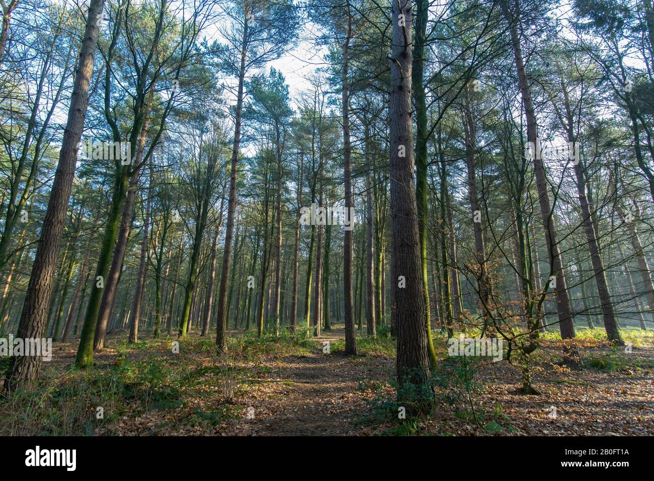 Otley chevin forest park hi-res stock photography and images - Alamy